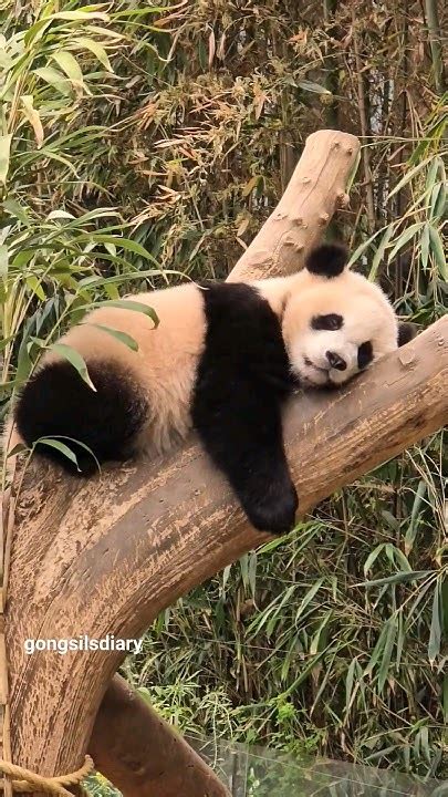 나무 꼭 껴안고 자는 후이🐼 Youtube