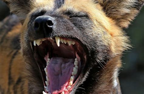 Θεσσαλονίκη Σκύλος δάγκωσε 36χρονη Συνελήφθη η κηδεμόνας του Makeleio Gr