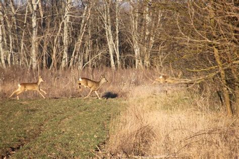 Premium Photo View Of Sheep In The Forest