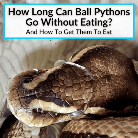 How Long Can Ball Pythons Go Without Eating And How To Get Them To Eat