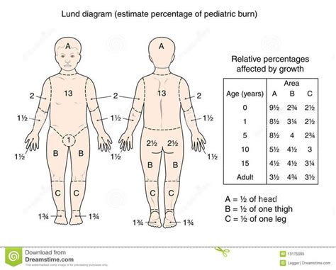 Esquema De Lund And Browder Lund Infante Niños