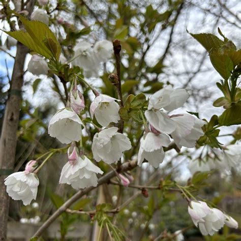 Prunus Serrulata ‘shirotae Find Haveplanter