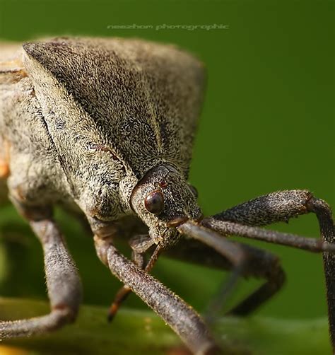 My Shield Bug Photo Gallery 2 ~ Neezhom