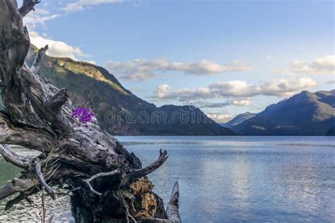 Views Of Buttle Lake In Strathcona Provincial Park On Vancouver Island
