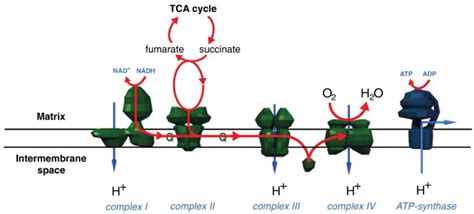 Metabolic Flexibility Of Mitochondrial Respiratory Chain Disorders Predicted By Computer