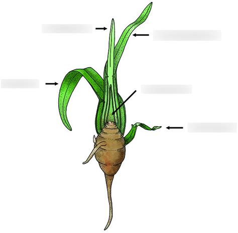 Growing Point Diagram Quizlet