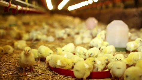 Poultry Farming Training In Maharashtra Farm House