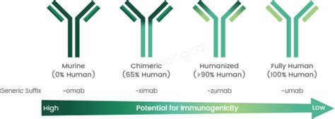Evolution Of Antibody Humanization And Affinity Maturation Sino Biological
