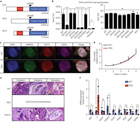 TET TKO HESCs Exhibit Differentiation Defects A TET Knockout Mutants