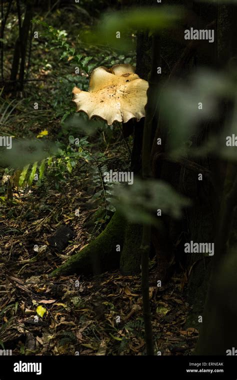 Fungus Growing On The Side Of A Tree In The Forest At The Manawatu Gorge New Zealand Stock