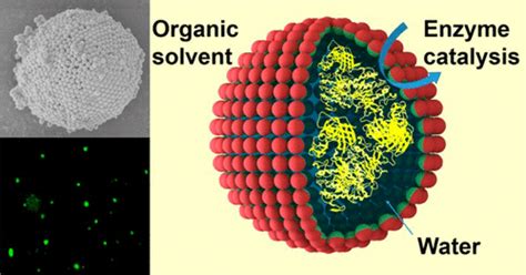 Self Assembly Of Amphiphilic Janus Particles Into Monolayer Capsules For Enhanced Enzyme