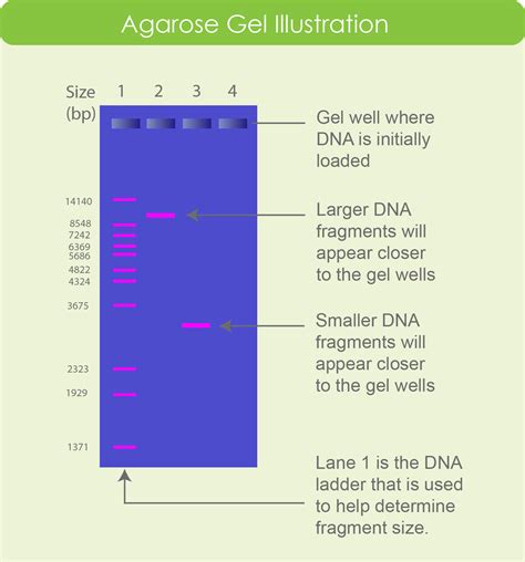 What Are Base Pairs In Gel Electrophoresis At Darren Mai Blog