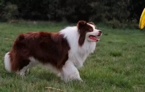 犬种冷知识 世界上最聪明的狗狗是边牧 知乎