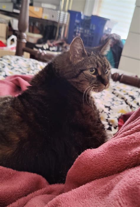 Anyone Else Have Their Kitty Taking Solensia R Seniorcats