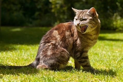 Aggression In Cats Types Symptoms Diagnosis Management And Prevention