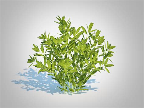 Sage 3d Model Turbosquid 2316855