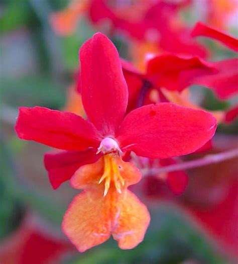 Die Fabelhafte Welt Der Orchideen Flowers Plants Rose