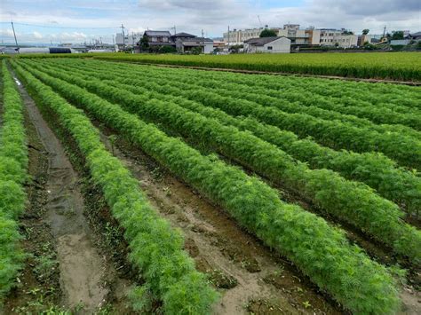 京都八幡のコスモス畑 今年も定植をしましたおさぜん農園 おさぜん農園