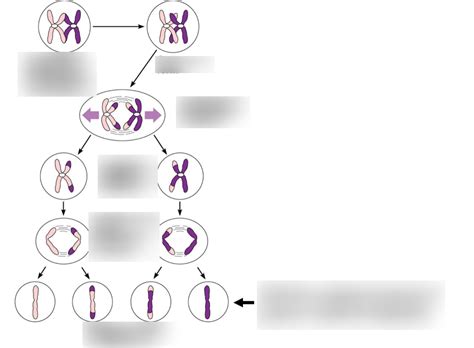 Figure 43 1 Events Of Meiosis Involving One Pair Of Homologous Chromosomes Diagram Quizlet