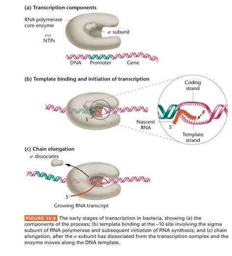 Answered A Transcription Components Rna Polymerase Core Enzyme O