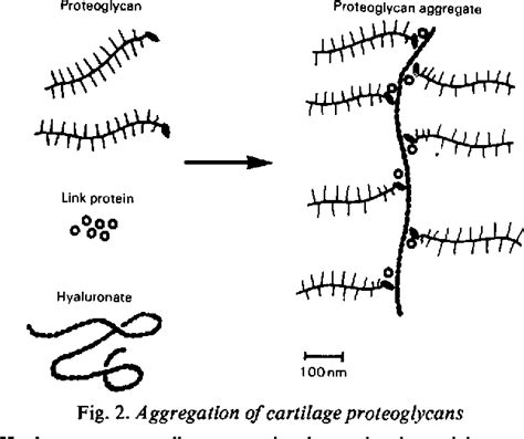 Proteoglycan Aggregate
