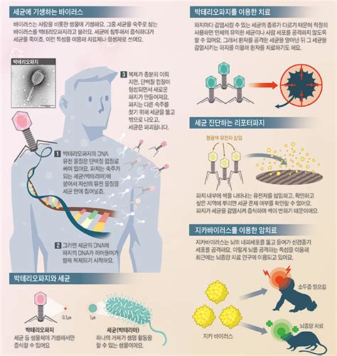 재미있는 과학 쐐기 박듯 침투해 세균 파괴 항생제로 쓰여요 프리미엄조선
