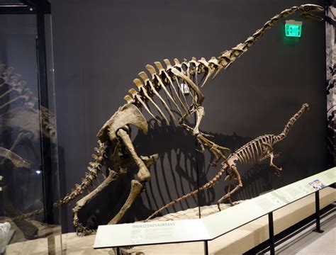 Theropods Order Theropoda · Inaturalist