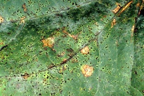 Cowpea Rust Icowapp