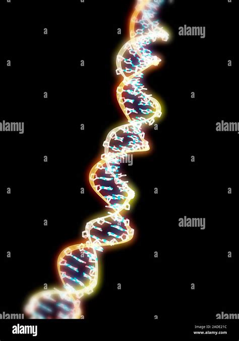 Dna Molecule Computer Illustration Showing The Structure Of A Molecule