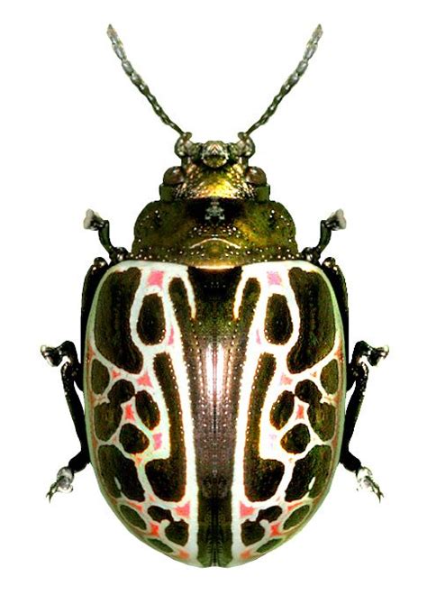 Calligrapha Sp Beetle Insect Art