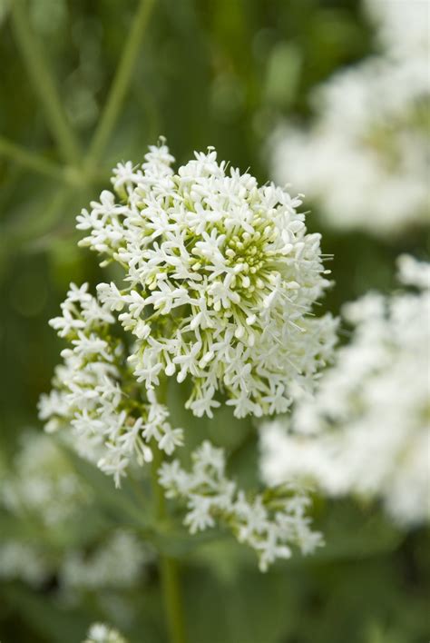 Spoorbloem Centranthus Ruber Albus
