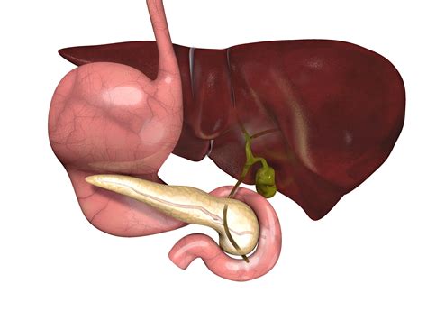 Biliary System Behance