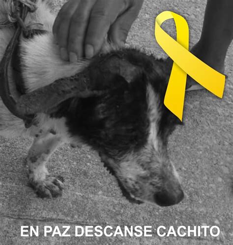 Muere Cachito el perro al que una mujer le lanzó agua hirviendo en Veracruz porque le