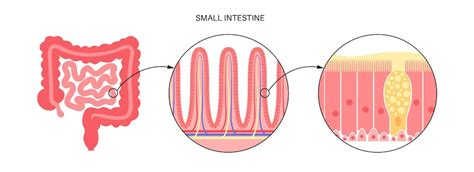 Premium Vector Intestinal Villi Diagram Surface Area Of Intestinal