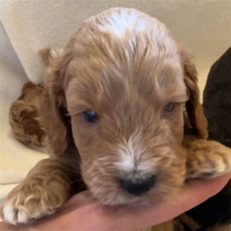 Cockapoo Sale Prescott Shropshire 1 Girl Left F1 Toy Cockapoo