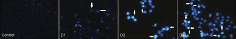 DAPI Stained Cells For The Detection Of DNA Damage Fluorescence Download Scientific Diagram