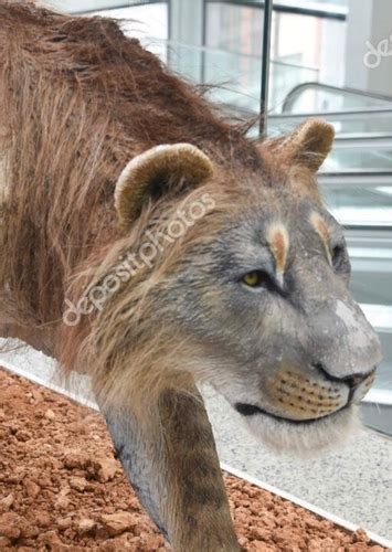 Find An Actor To Play Nuka In The Lion King Ii Simbas Pride 2023 On