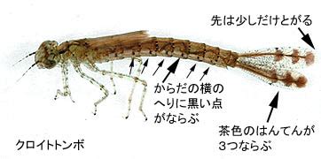 えらにはっきりとした3個のはんてんがあり区別できますまた腹部の横のへりに一節に一つずつ黒い点があります
