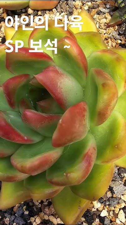 이름없는 보석 각은 사라지고 ~ 임영웅 파종이 실생 다육 다유기 다육이 다육식물 반려식물 다육판매 다육이판매 다육이키우기 다육인스타그램 매혹이 청주