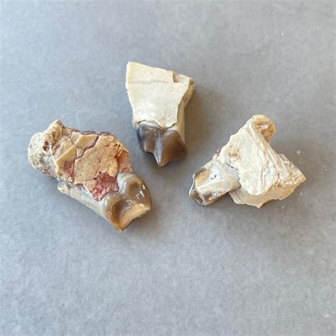 Oreodont Tooth Fossil The Crystal People