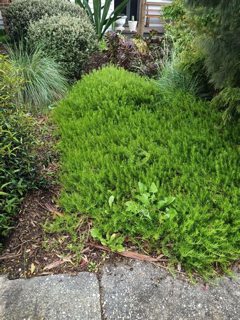 Vibrant Ground Cover Identification Rgardeningaustralia