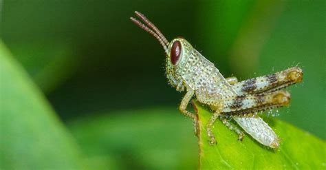 Grasshopper Insect Facts A Z Animals