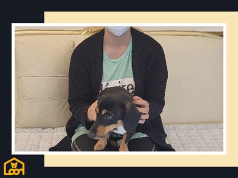 닥스훈트 루팡 책임분양 스트레이트 대형견종류 실버푸들 랙돌 애견분양 유기묘 애완견종류 소형견 강아지종 빅토리아펫보호소 입양완료