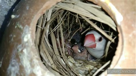 Java Sparrow Or Love Birds Breeding Progress Youtube