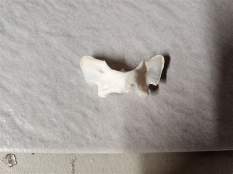Vulpes Vulpes Red Fox Atlas Neck Vertebrate Butterfly Bone Etsy