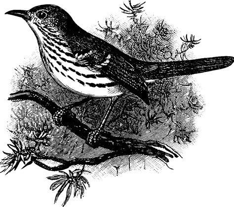 Bird Vintage Illustration 13773119 Vector Art At Vecteezy