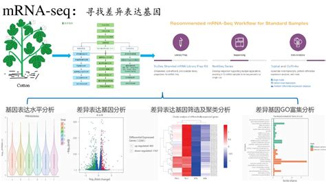 科研必备技能 许忠平 Ppt Download