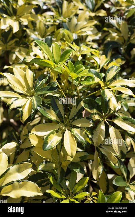 Schefflera Arboricola Variegata Dwarf Variegated Schefflera Stock