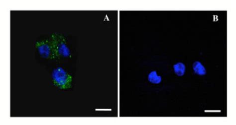 Binding And Internalization Of Cpv Vlps Labeled With Og 488 Into