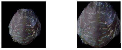 Python To Crop The Rgb Image Based On The Pixel Value Stack Overflow